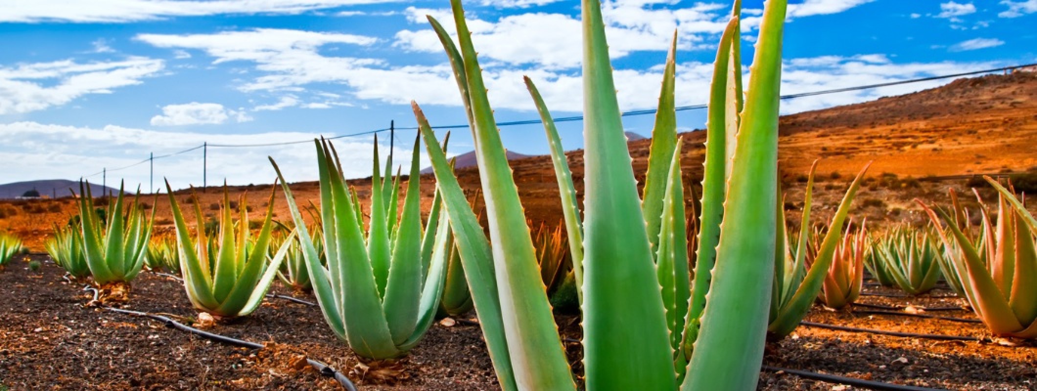 ᐉ Waarom is Aloë vera een van de nuttigste planten ter wereld ...